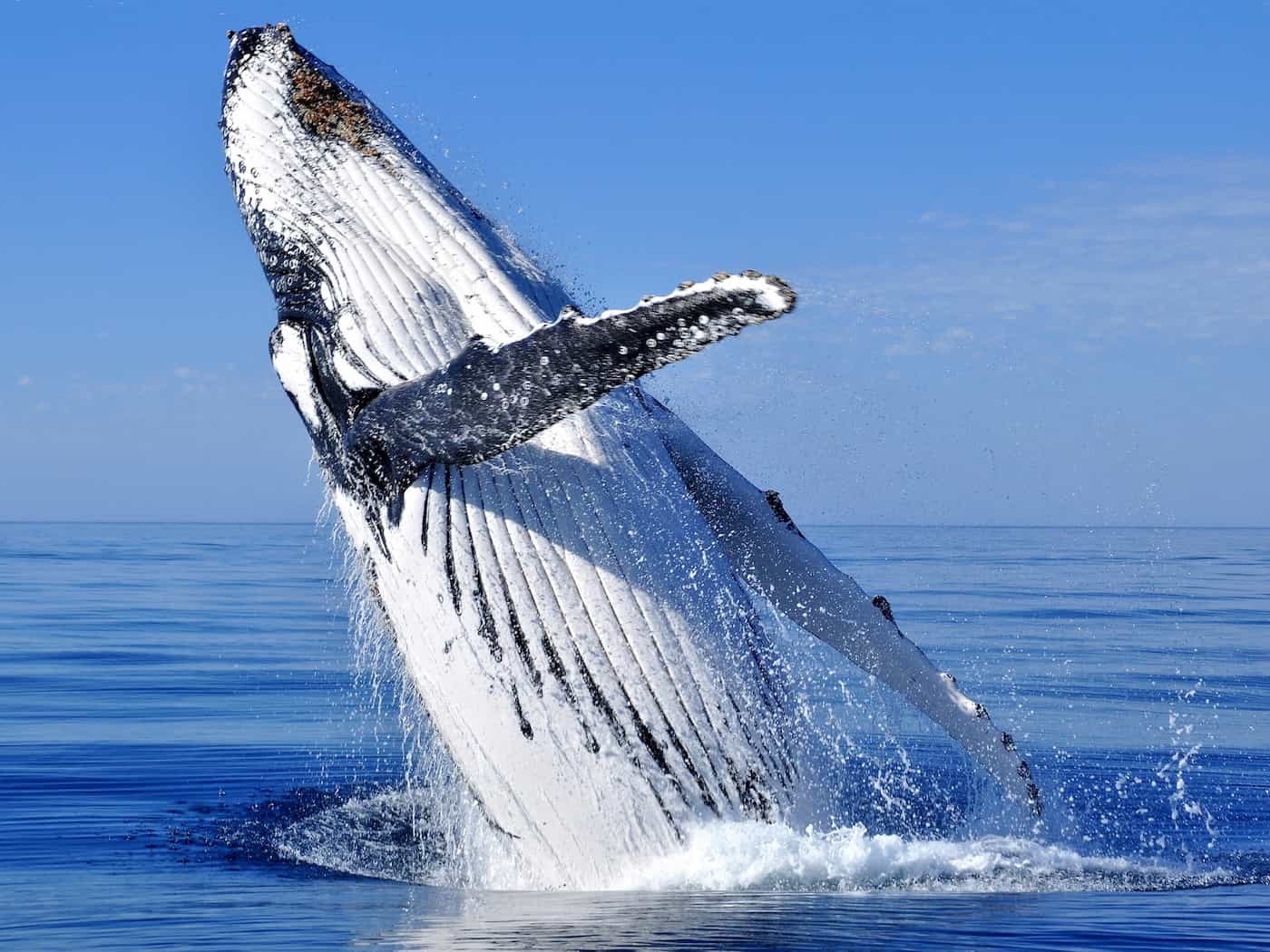 Il Western Australia tra i migliori spot per fare whale watching